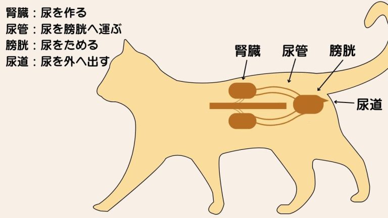 下部尿路の健康維持に配慮したキャットフードおすすめ16選｜尿路結石・ストルバイト対策 | 猫にっこり